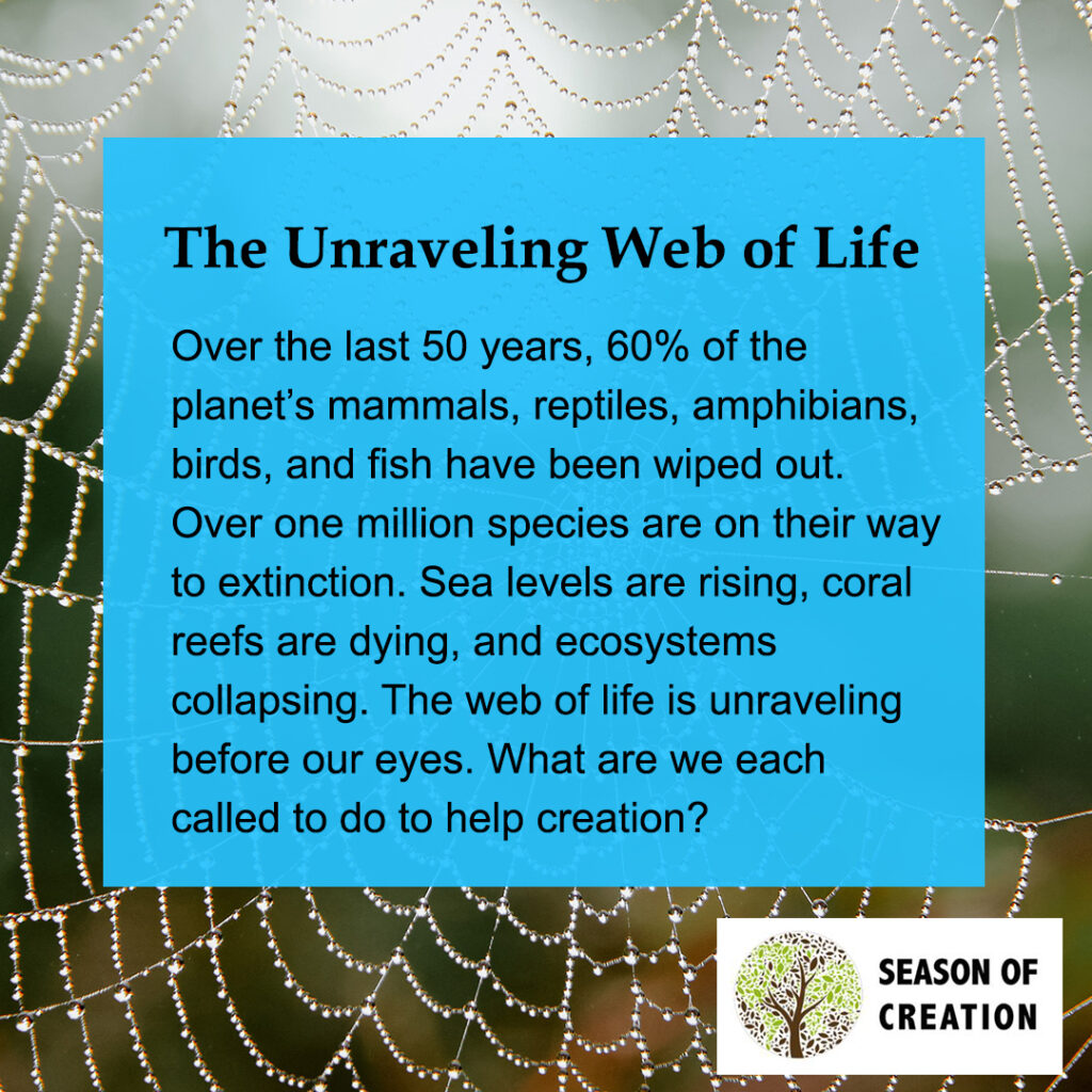 The Unraveling Web of Life – Season of Creation – CSJoseph